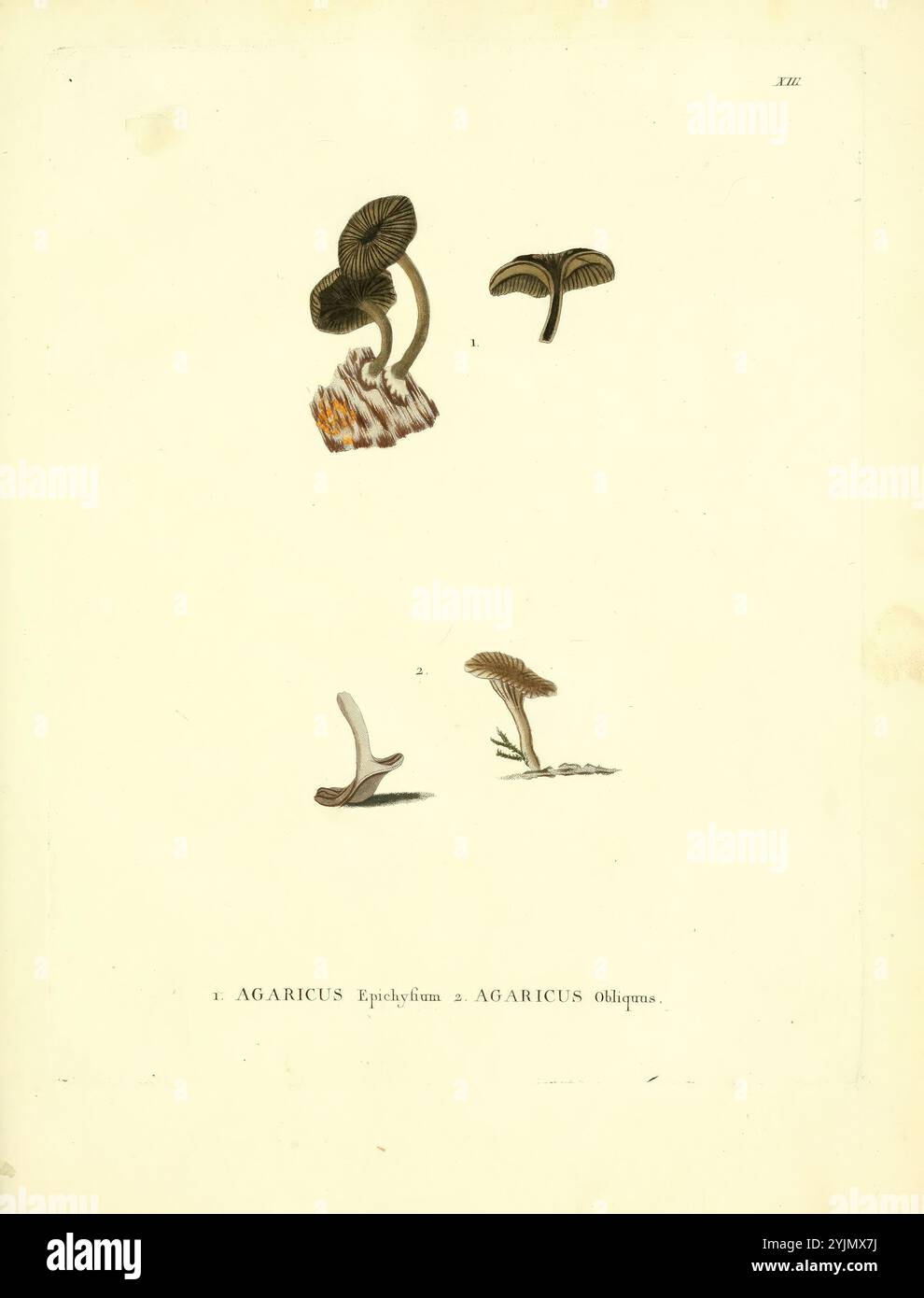 The illustration features various species of fungi, showcasing distinct ...
