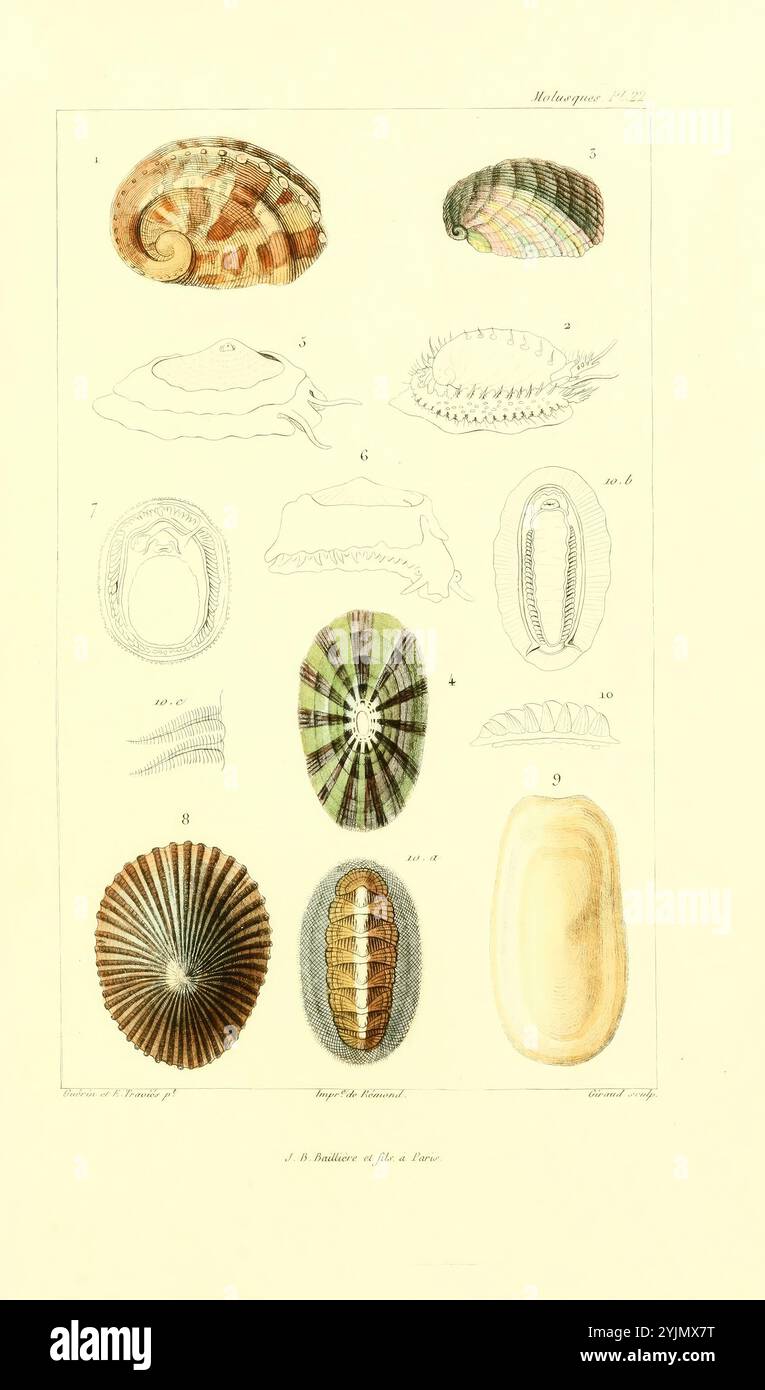 This illustration showcases a variety of seashells and mollusks ...