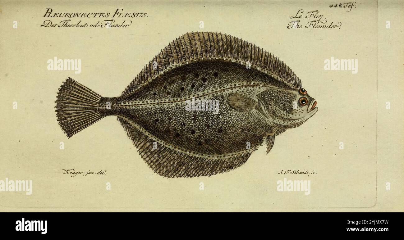 Common name presented hi-res stock photography and images - Alamy