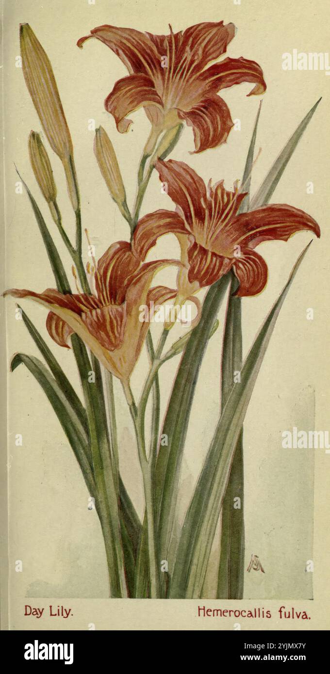 Depicted lilies hi-res stock photography and images - Alamy