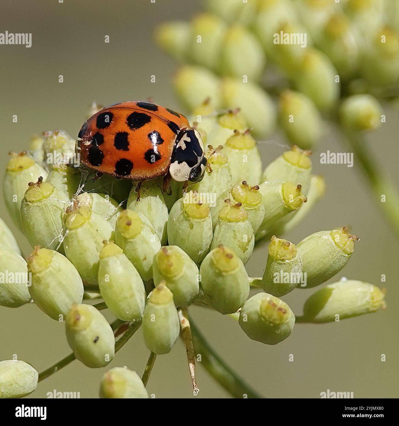 Asian Lady Beetle (Harmonia axyridis Stock Photo - Alamy