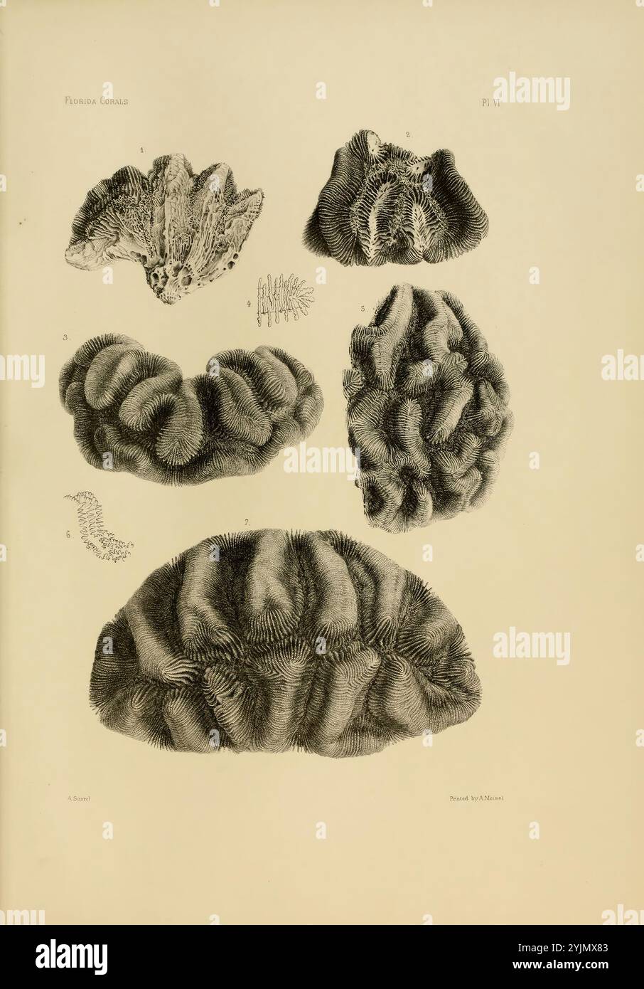 Detailed study of various coral structures hi-res stock photography and ...