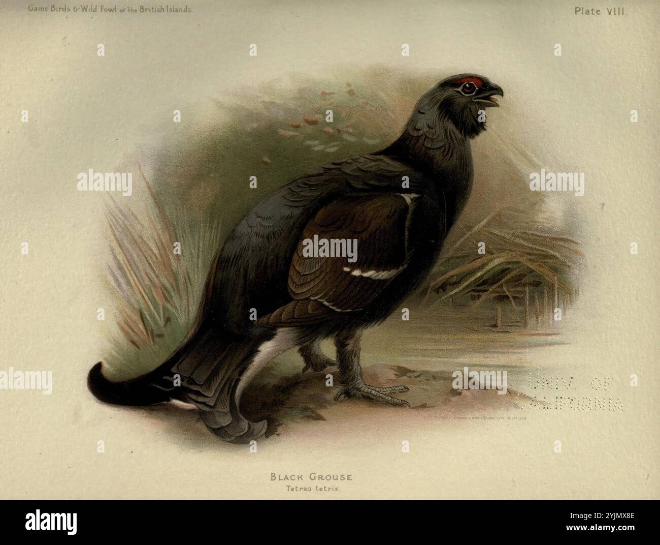 Detailed label beneath identifies hi-res stock photography and images ...