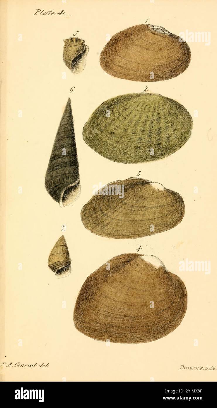 Informative representation of molluscan anatomy hi-res stock ...