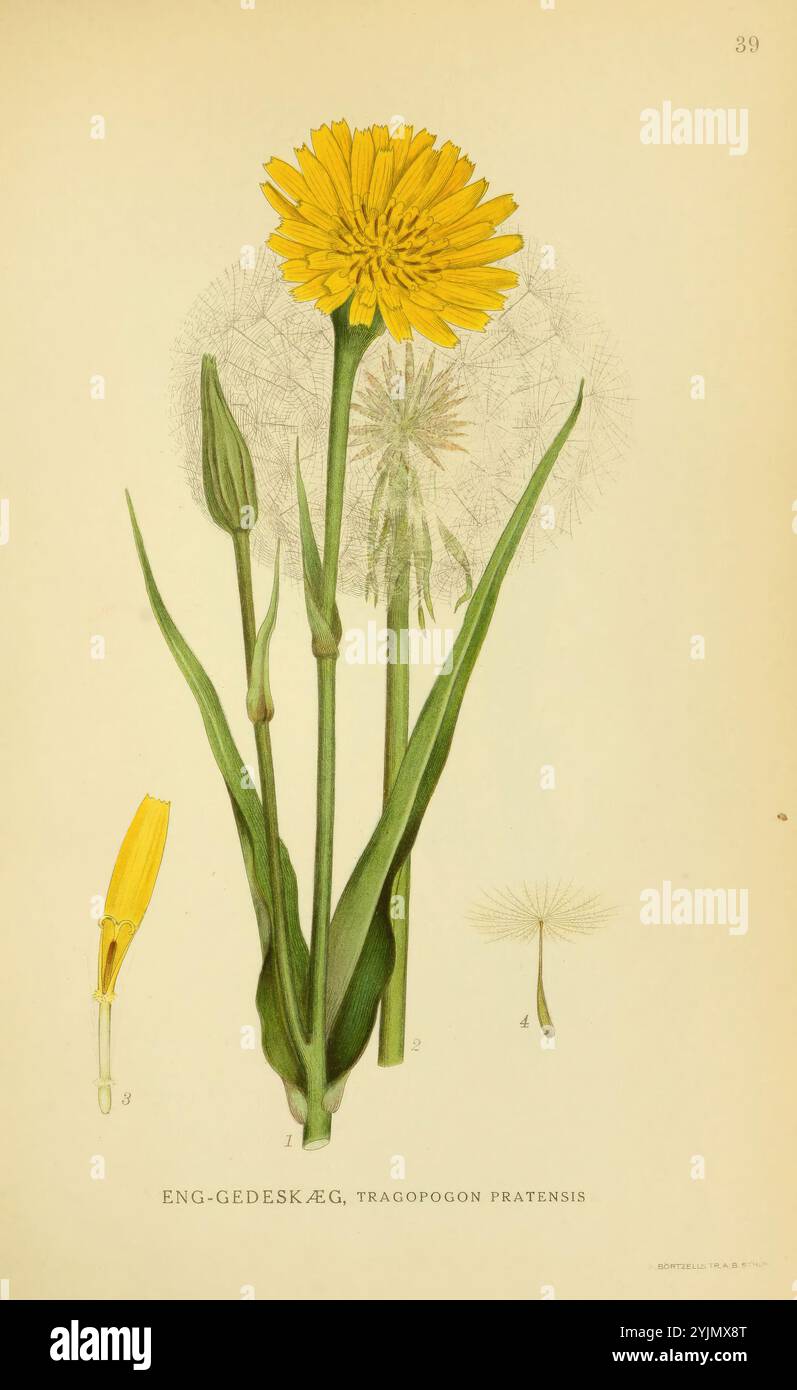 Botanical illustration captures hi-res stock photography and images - Alamy