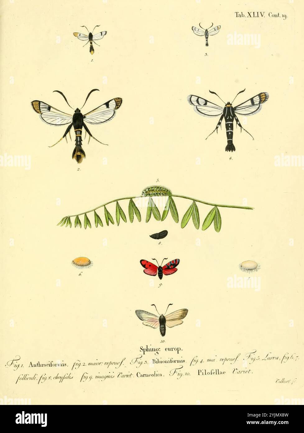 Insects prominently displayed hi-res stock photography and images - Alamy