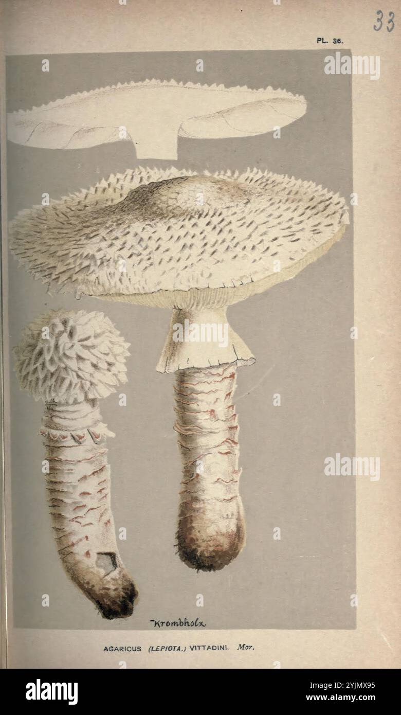 Prominent central stalk hi-res stock photography and images - Alamy