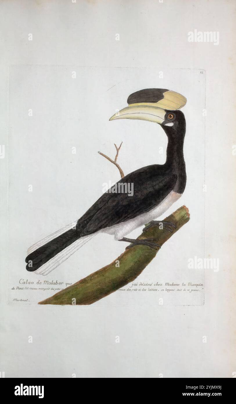 Hornbill displays unique characteristics hi-res stock photography and ...