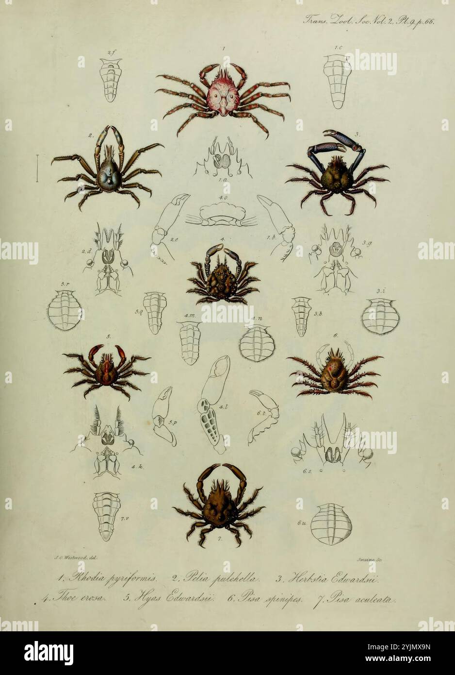 The illustration showcases various species of spiders and their ...