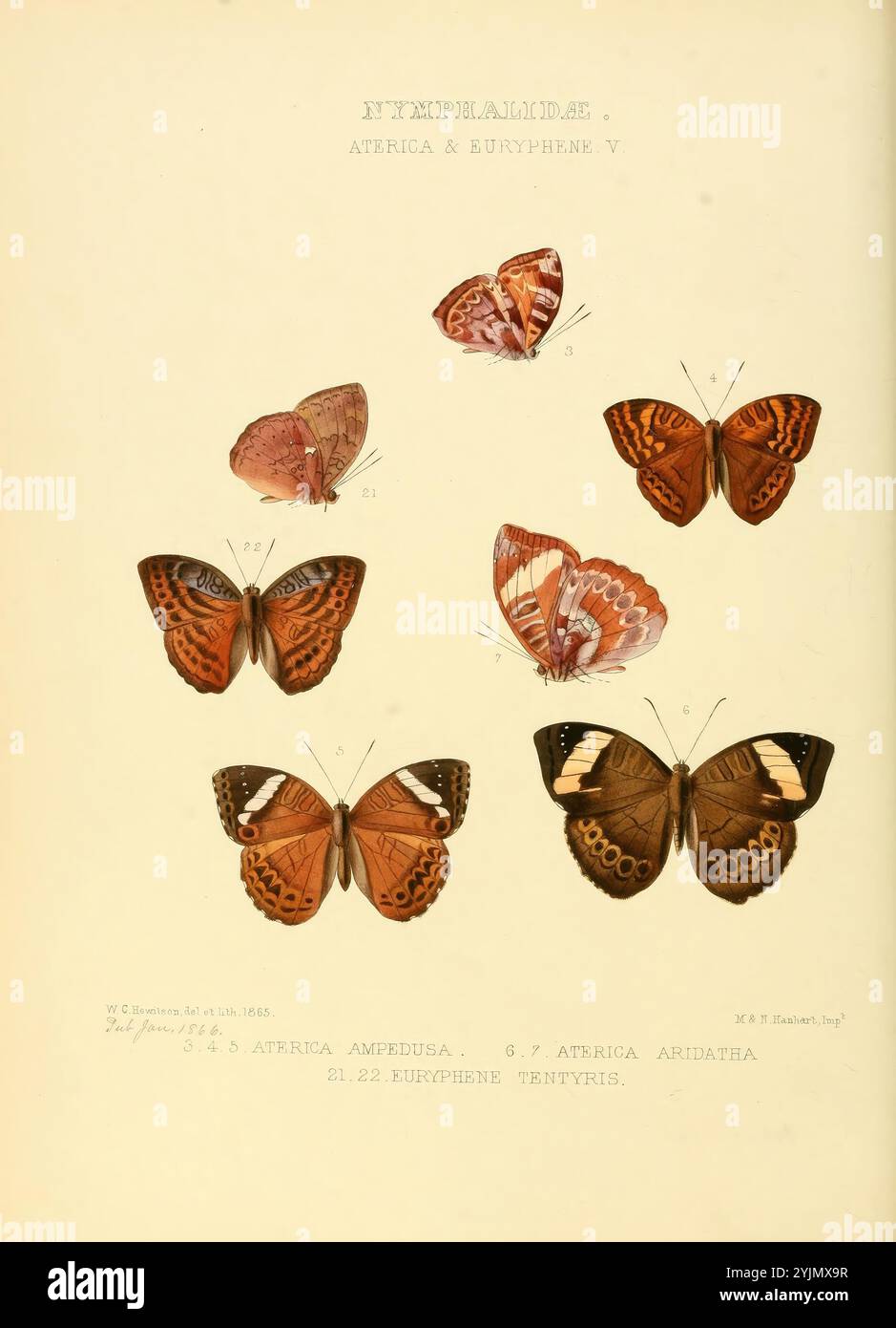 Top row features species labeled hi-res stock photography and images ...