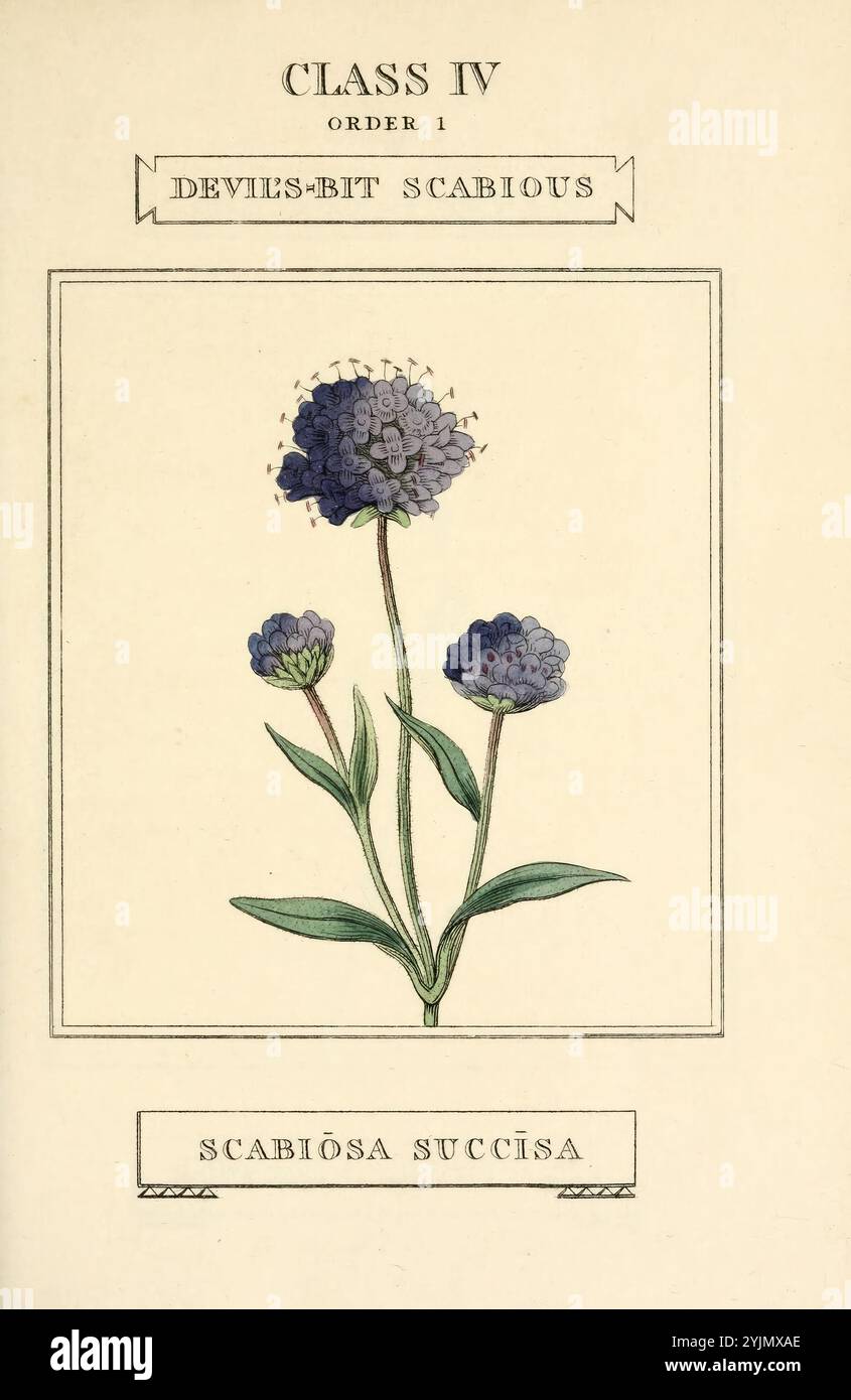 This illustration features a botanical depiction of the Devils-bit Scabious, scientifically ...