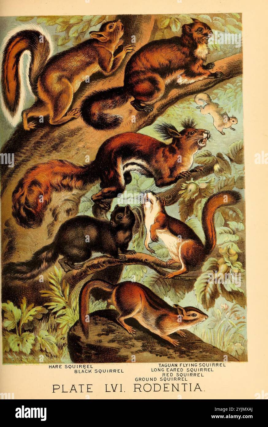 Black squirrel captures attention hi-res stock photography and images ...