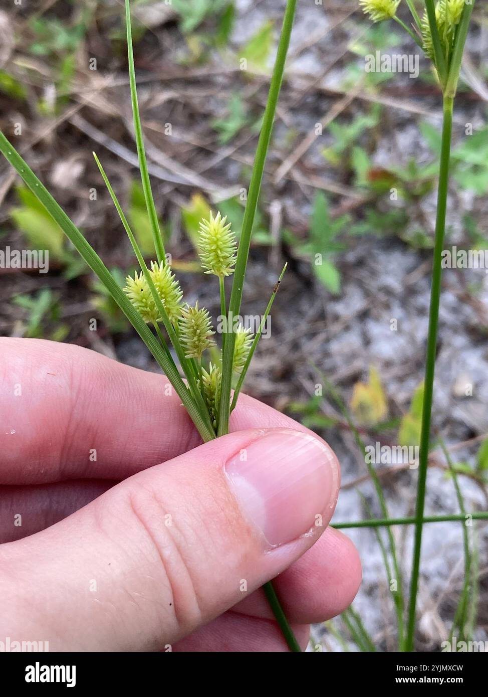 Pinebarren Flatsedge (Cyperus retrorsus Stock Photo - Alamy