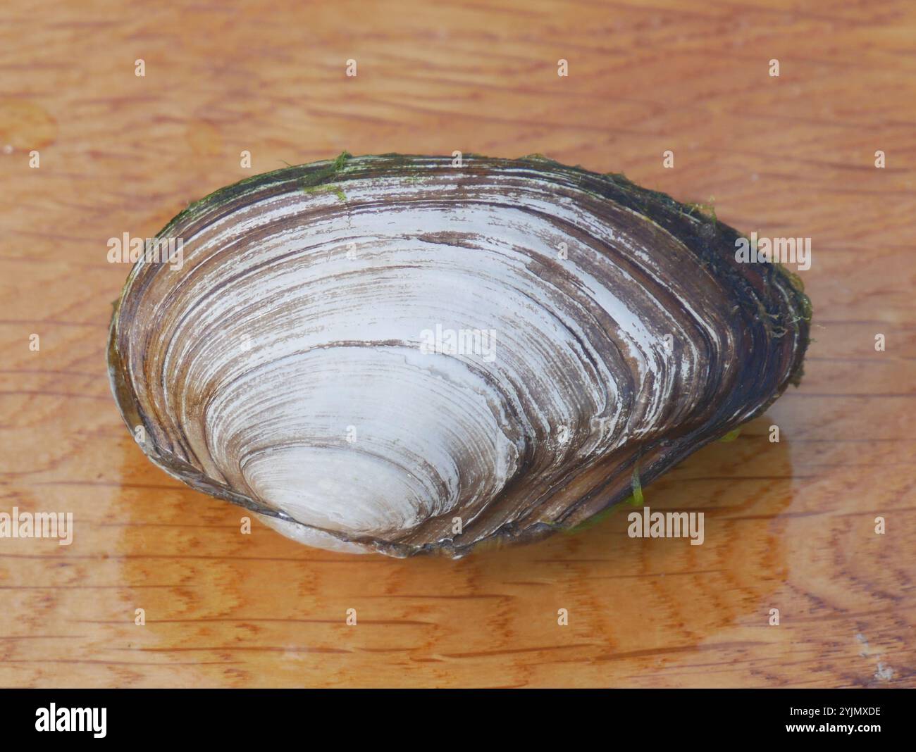 Anodonta anatina hi-res stock photography and images - Alamy