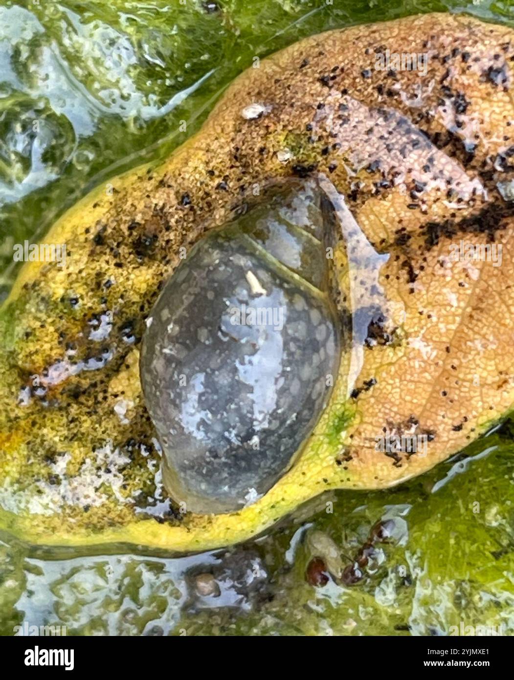 Acute Bladder Snail (Physella acuta Stock Photo - Alamy