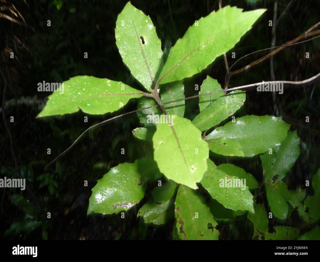 Pigeonwood hi-res stock photography and images - Alamy