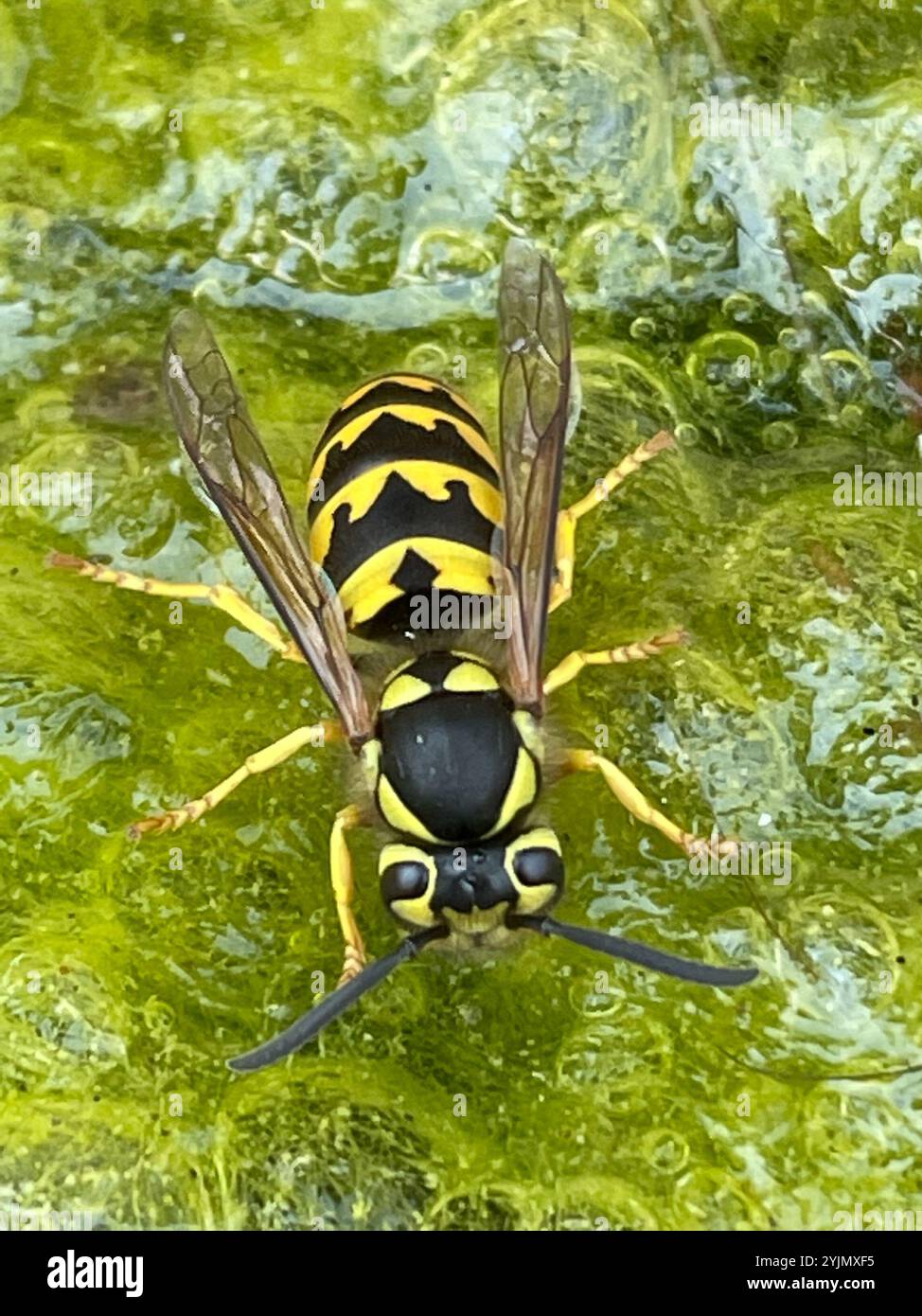Western yellowjacket hi-res stock photography and images - Alamy