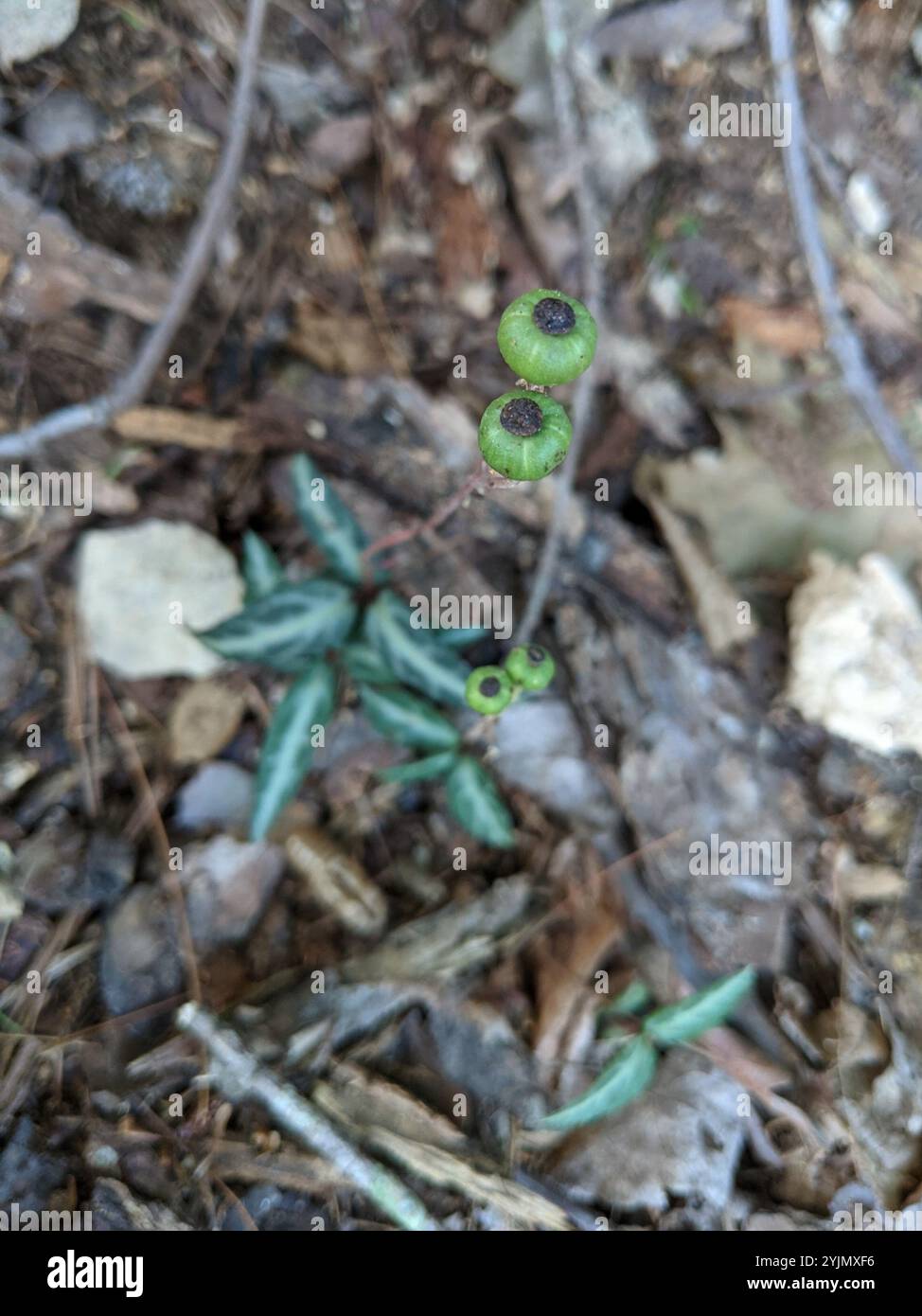striped wintergreen (Chimaphila maculata Stock Photo - Alamy
