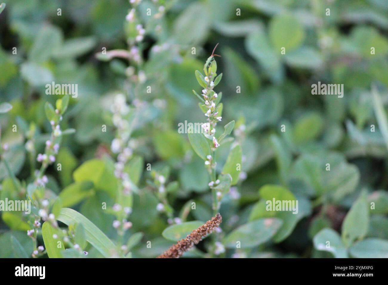 Oval Leaf Knotweed (Polygonum arenastrum Stock Photo - Alamy