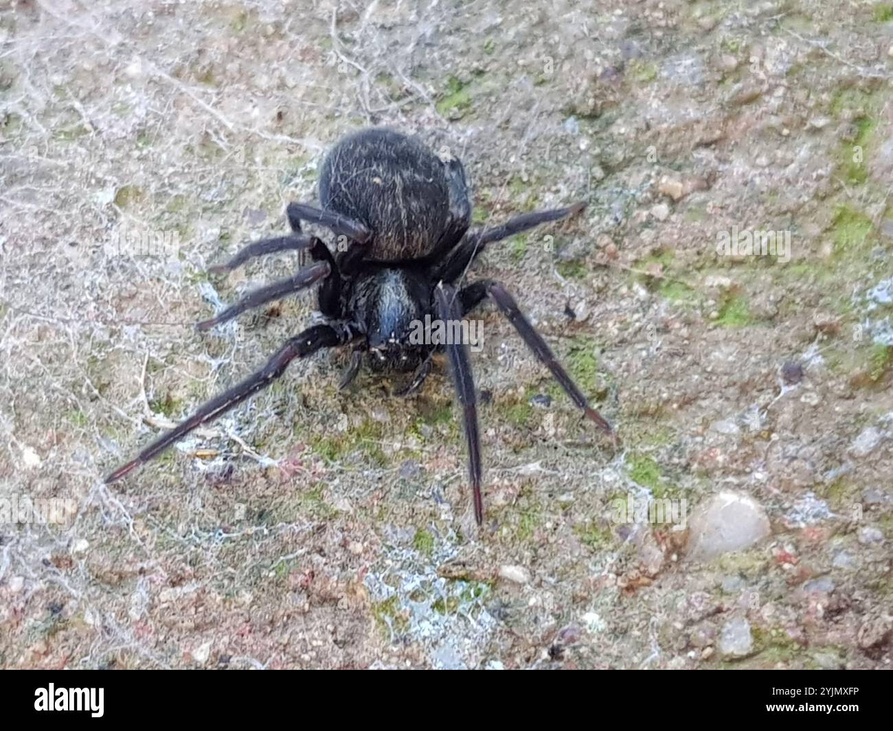 Black House Spider (Badumna insignis Stock Photo - Alamy