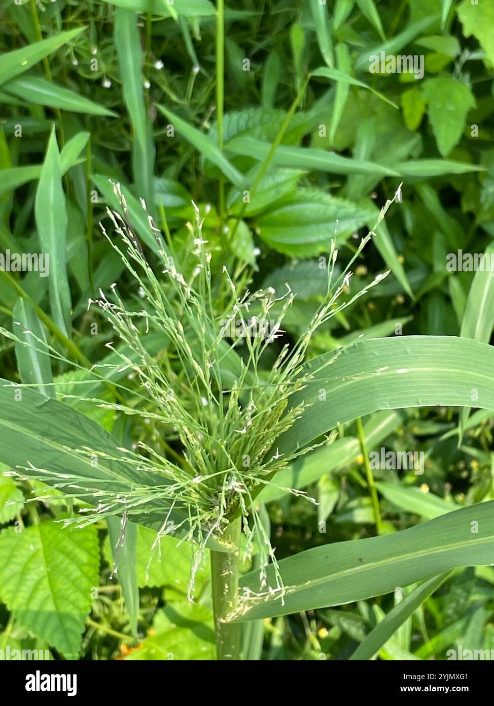Smooth Witchgrass (Panicum dichotomiflorum Stock Photo - Alamy