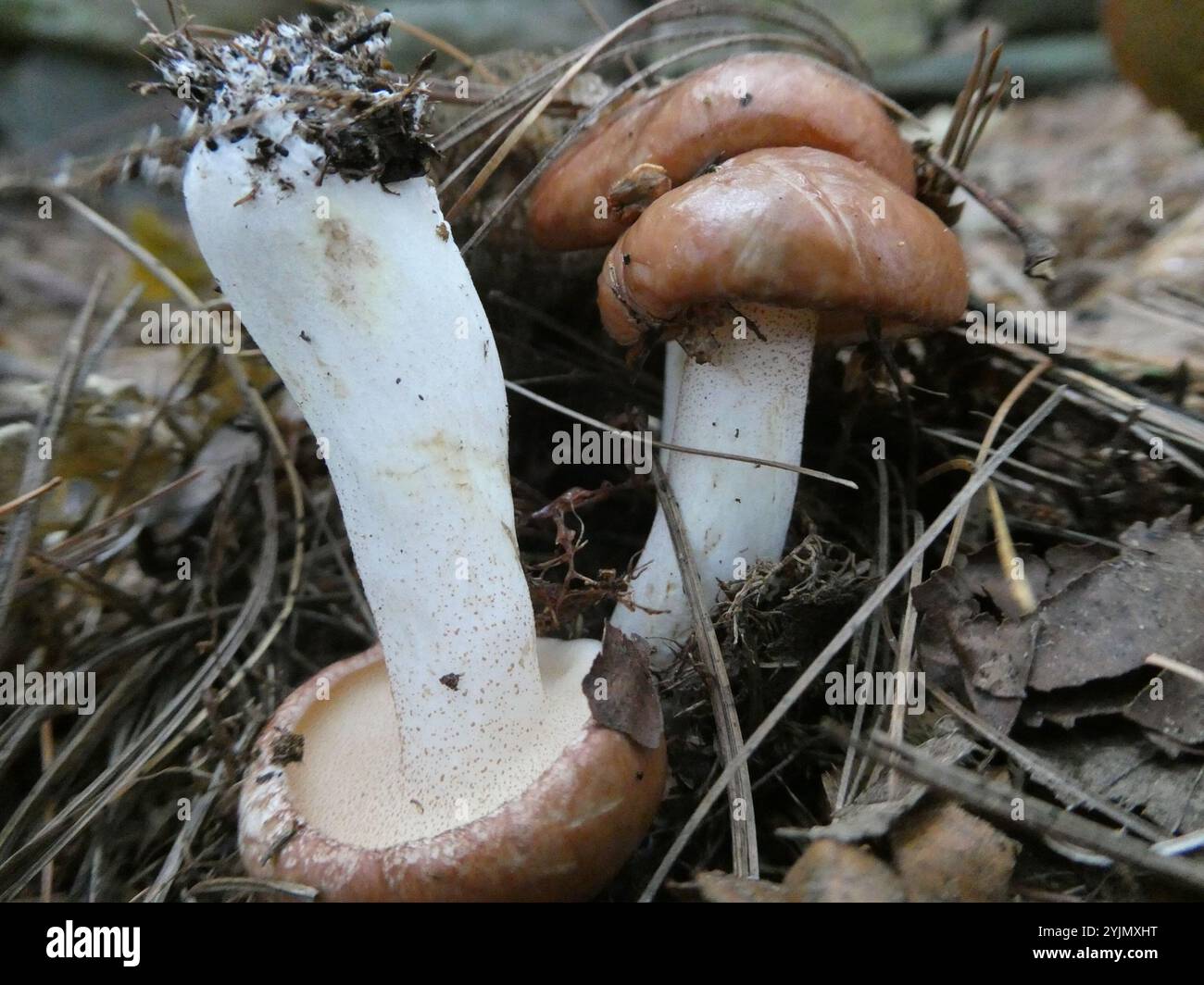 Butterball (Suillus weaverae Stock Photo - Alamy