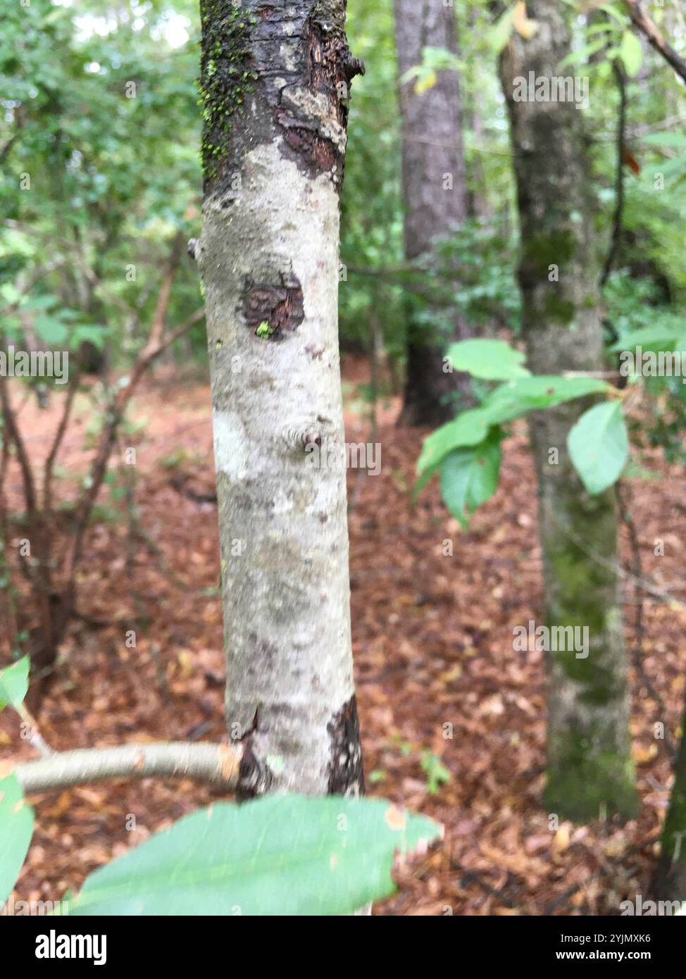 southern crabapple (Malus angustifolia Stock Photo - Alamy