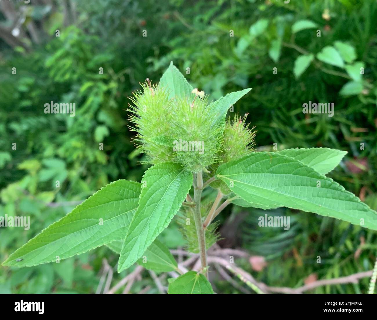 Field Copperleaf (Acalypha arvensis Stock Photo - Alamy
