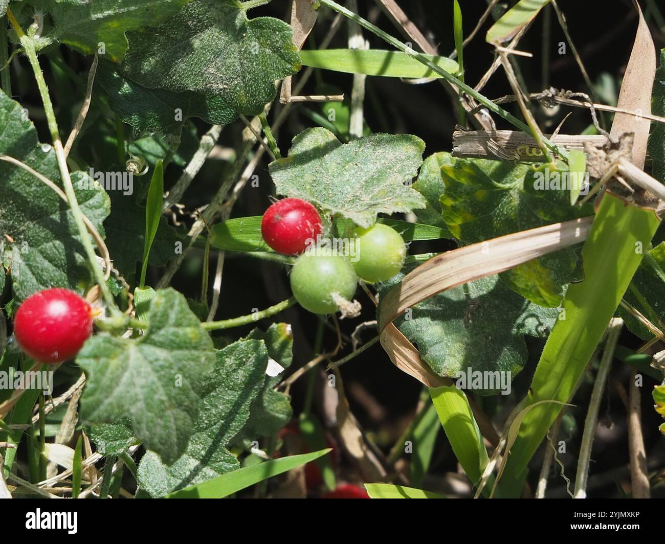 Madras Pea Pumpkin (Cucumis maderaspatanus Stock Photo - Alamy
