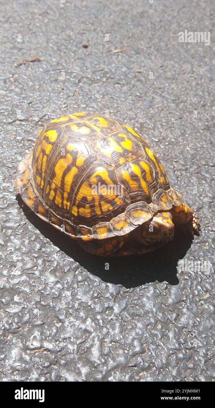 Eastern Box Turtle (Terrapene carolina carolina Stock Photo - Alamy