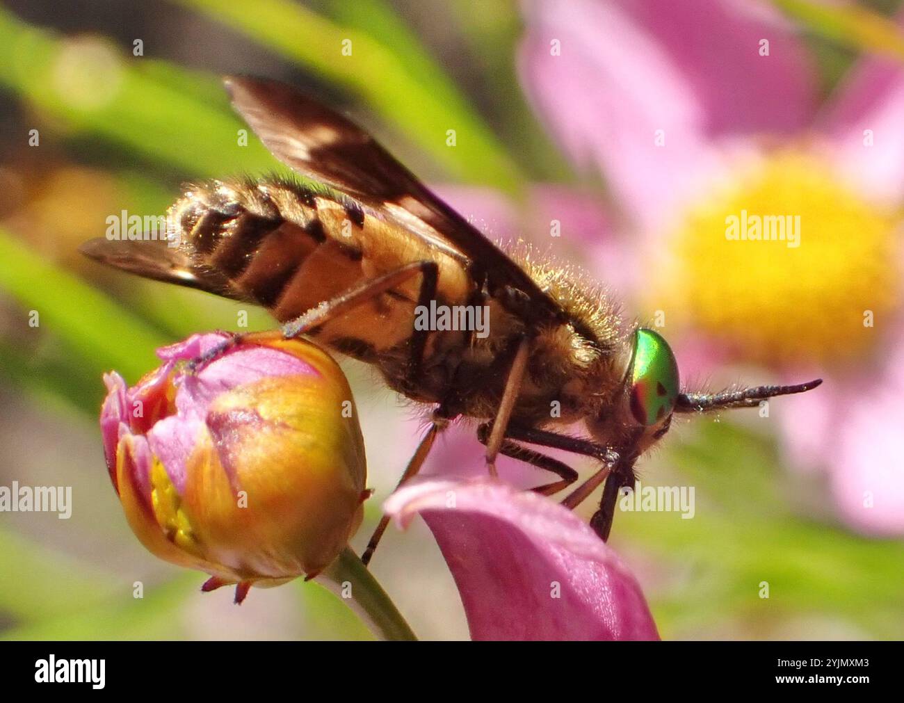 Twin-lobed Deer Fly (Chrysops relictus Stock Photo - Alamy