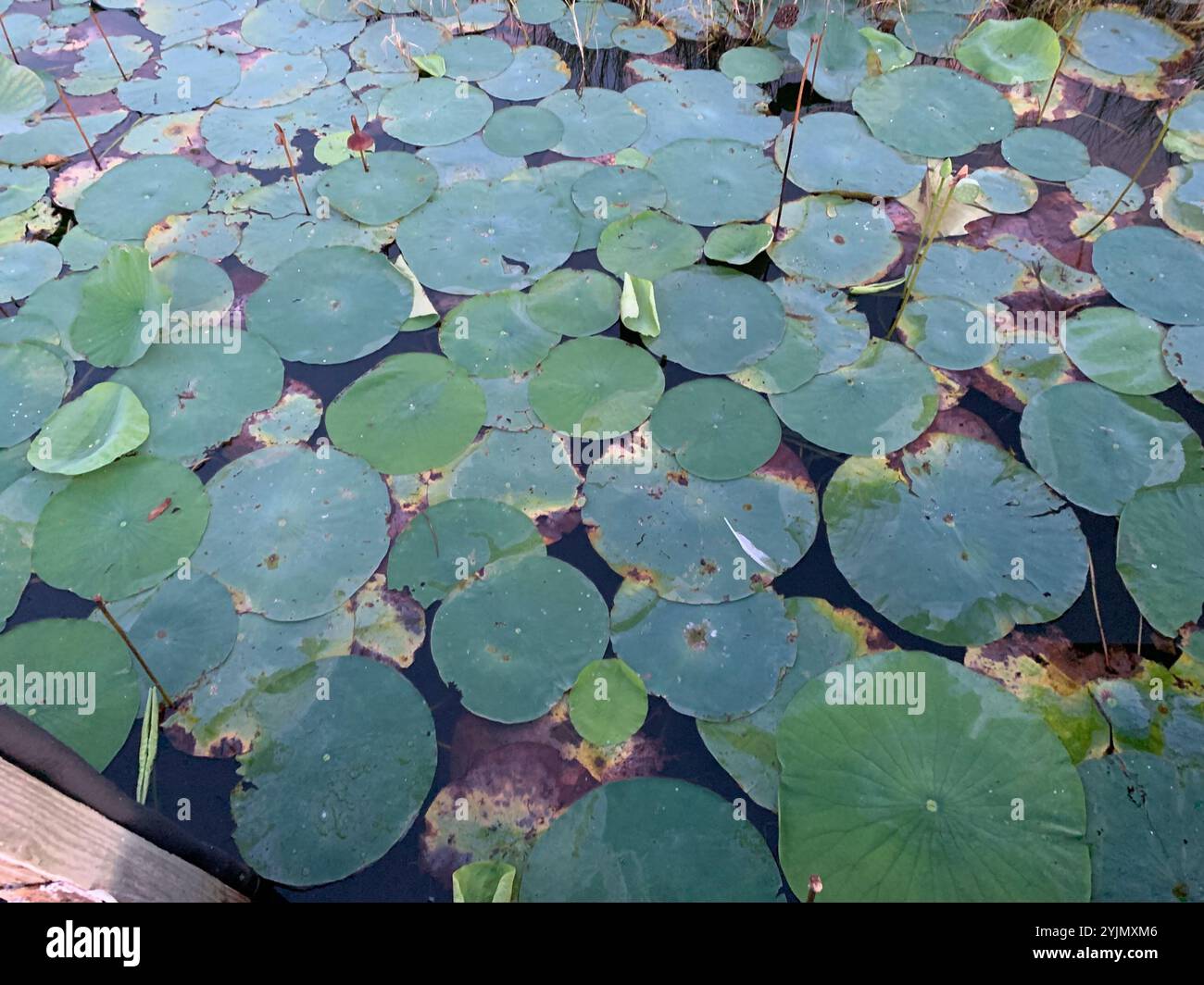 American lotus (Nelumbo lutea Stock Photo - Alamy