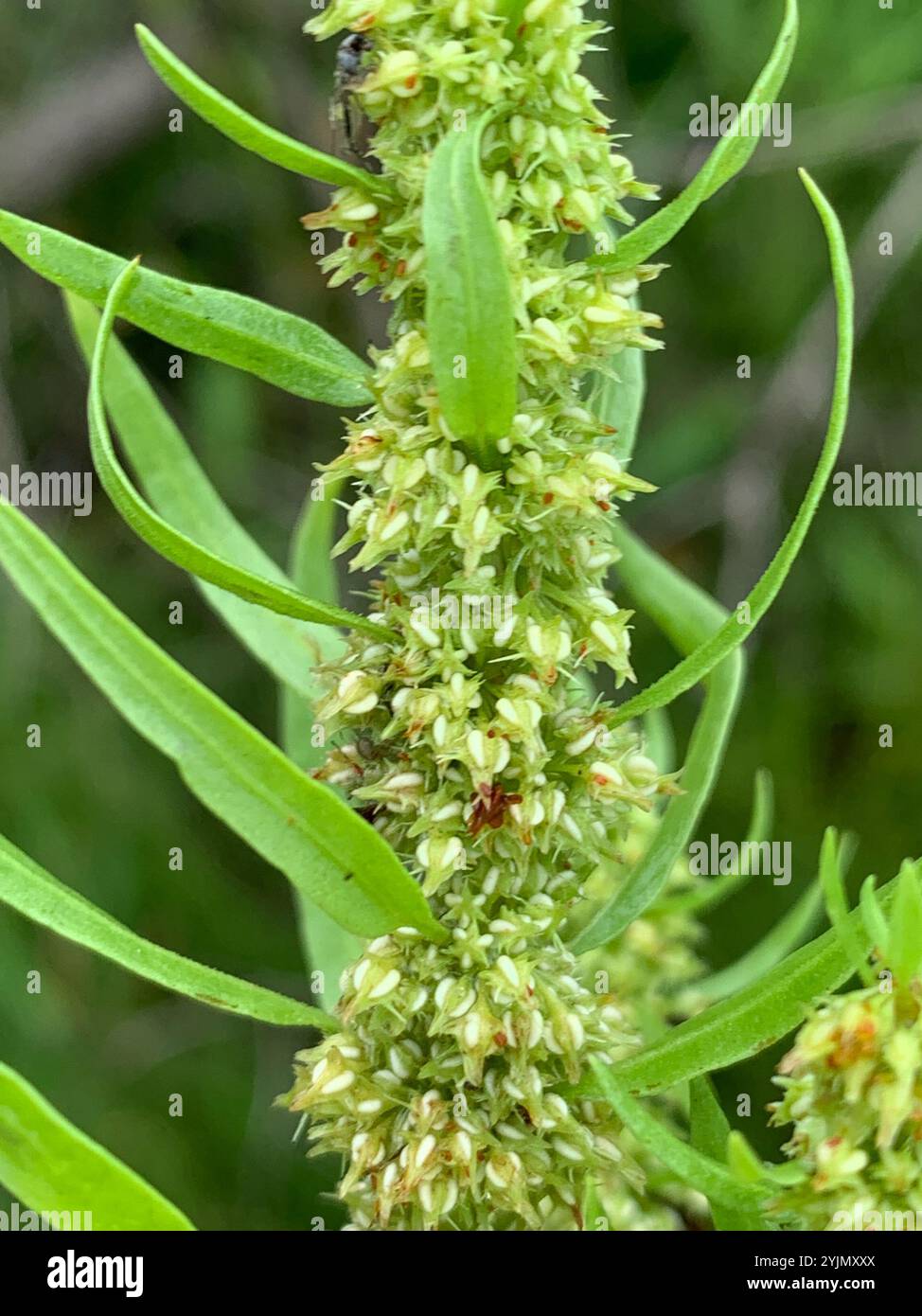 golden dock (Rumex fueginus Stock Photo - Alamy