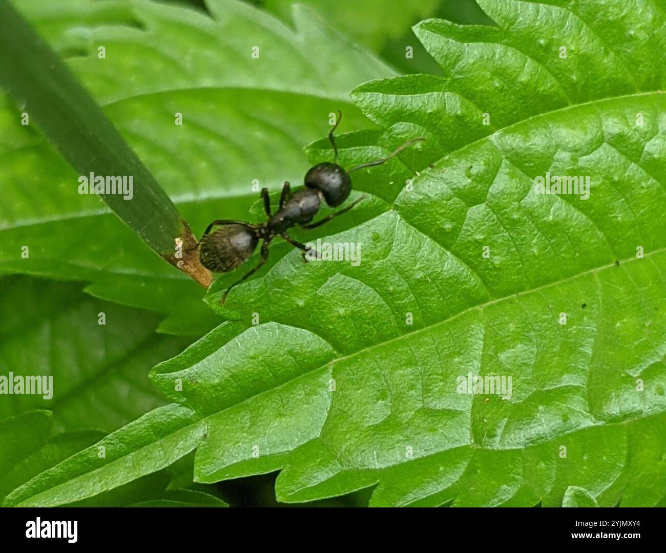 Eastern Black Carpenter Ant (Camponotus pennsylvanicus Stock Photo - Alamy