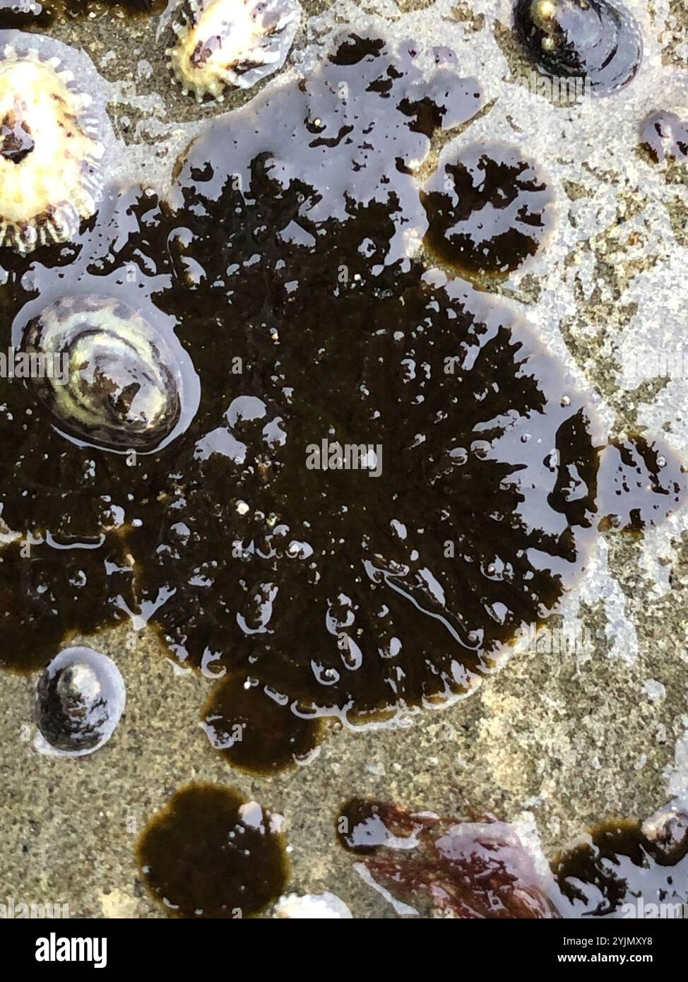 encrusting red algae (Mastocarpus Stock Photo - Alamy