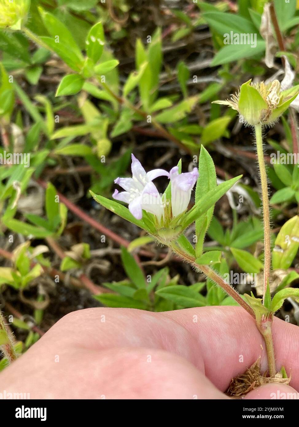 largeflower Mexican clover (Richardia grandiflora Stock Photo - Alamy