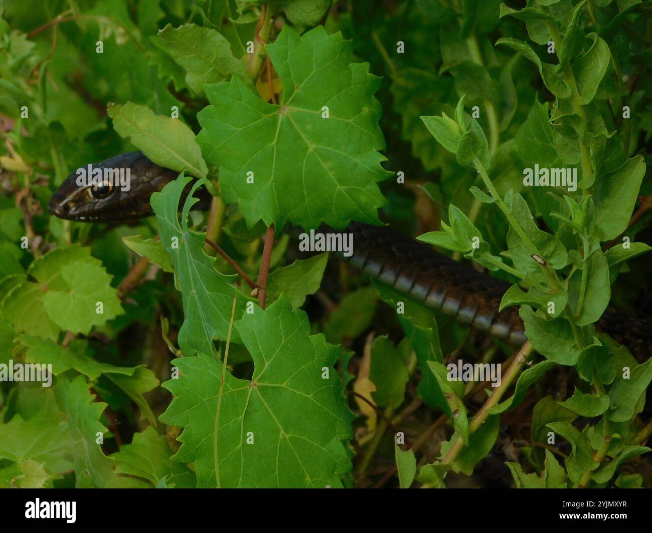 Eastern Coachwhip (Masticophis flagellum flagellum Stock Photo - Alamy