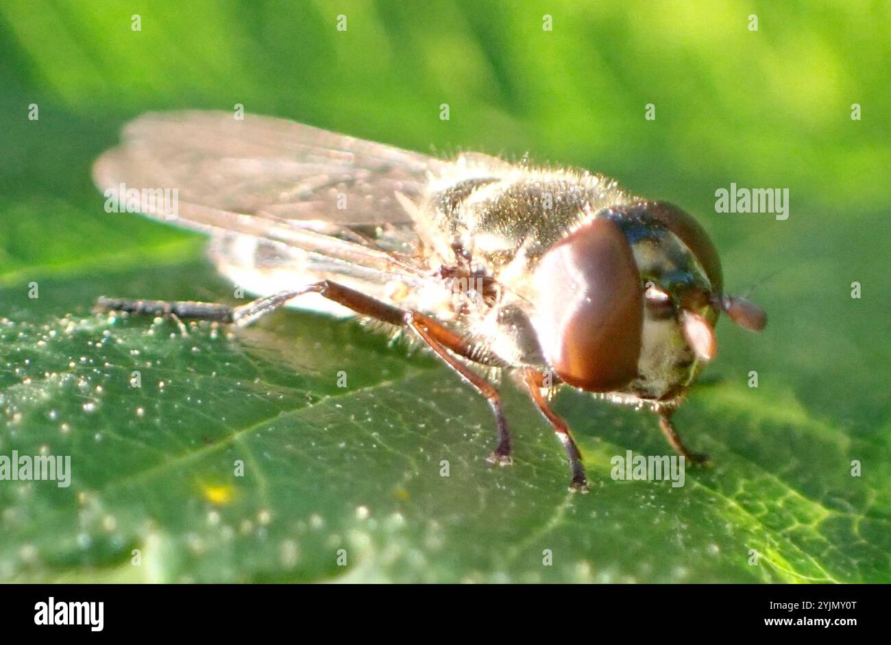 Typical Hover Flies (Syrphinae Stock Photo - Alamy