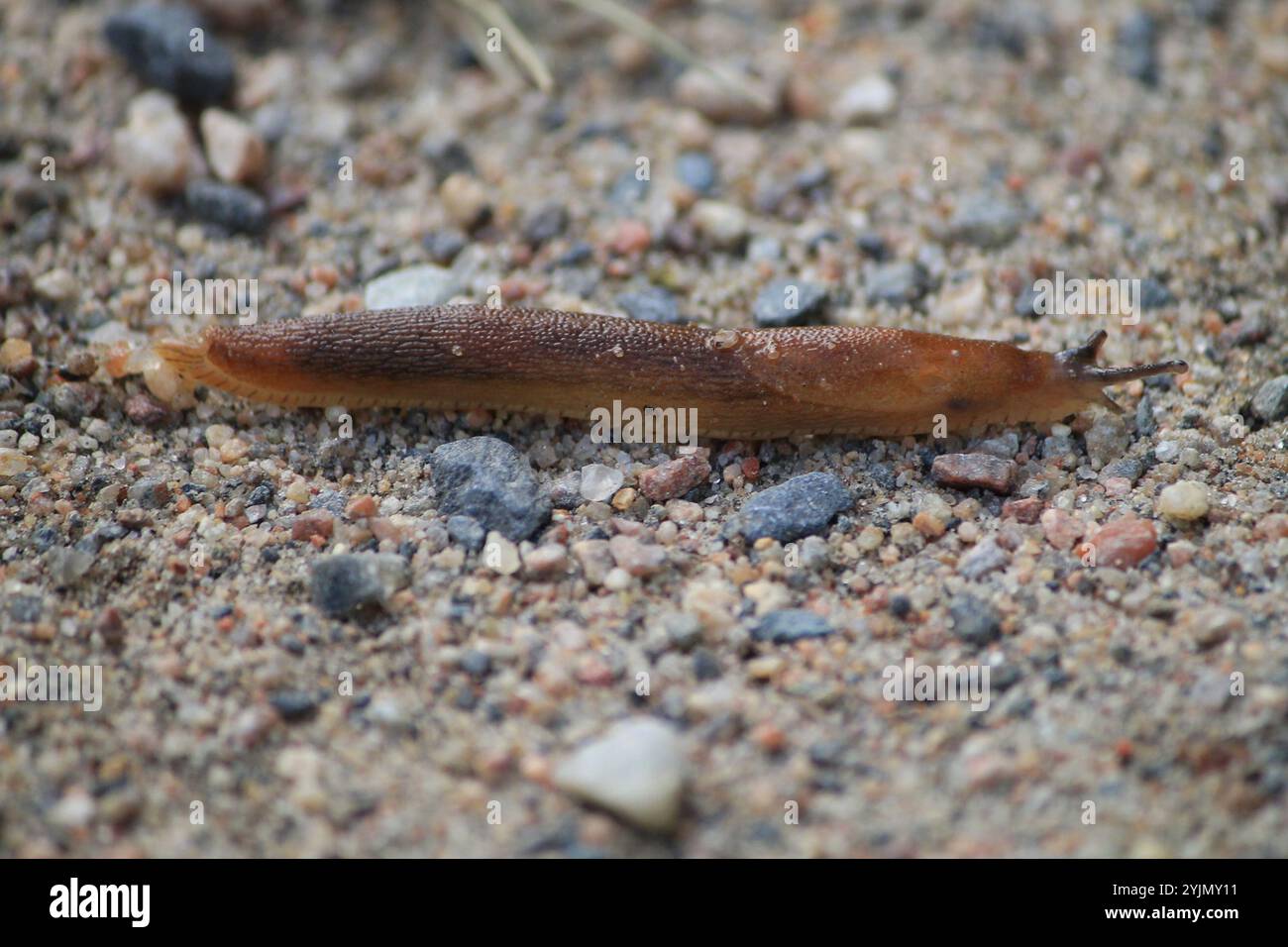 Arion Slugs (Arion Stock Photo - Alamy