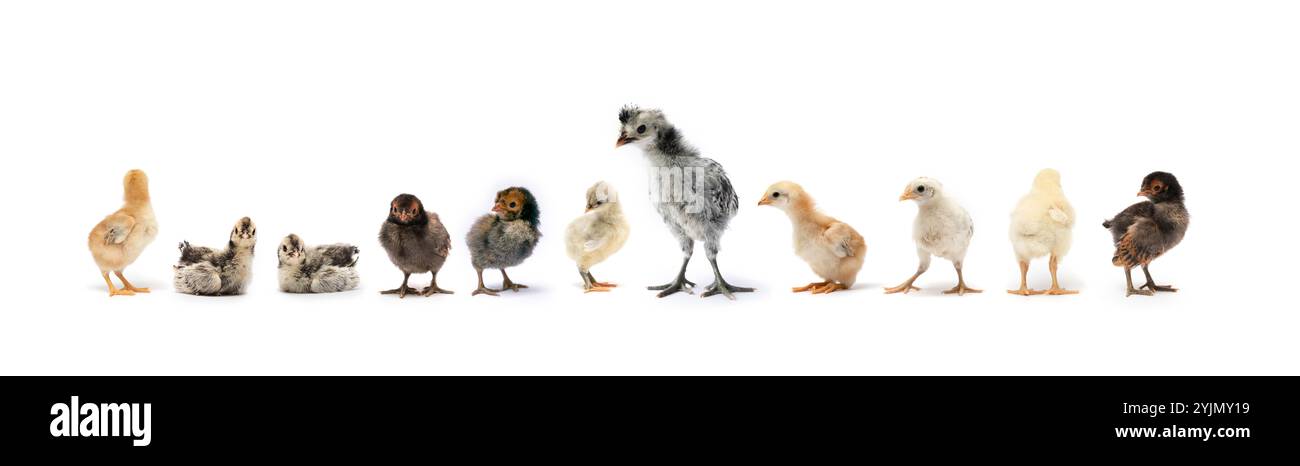 Various breeds of newborn chicken are in a row on white background in a ...