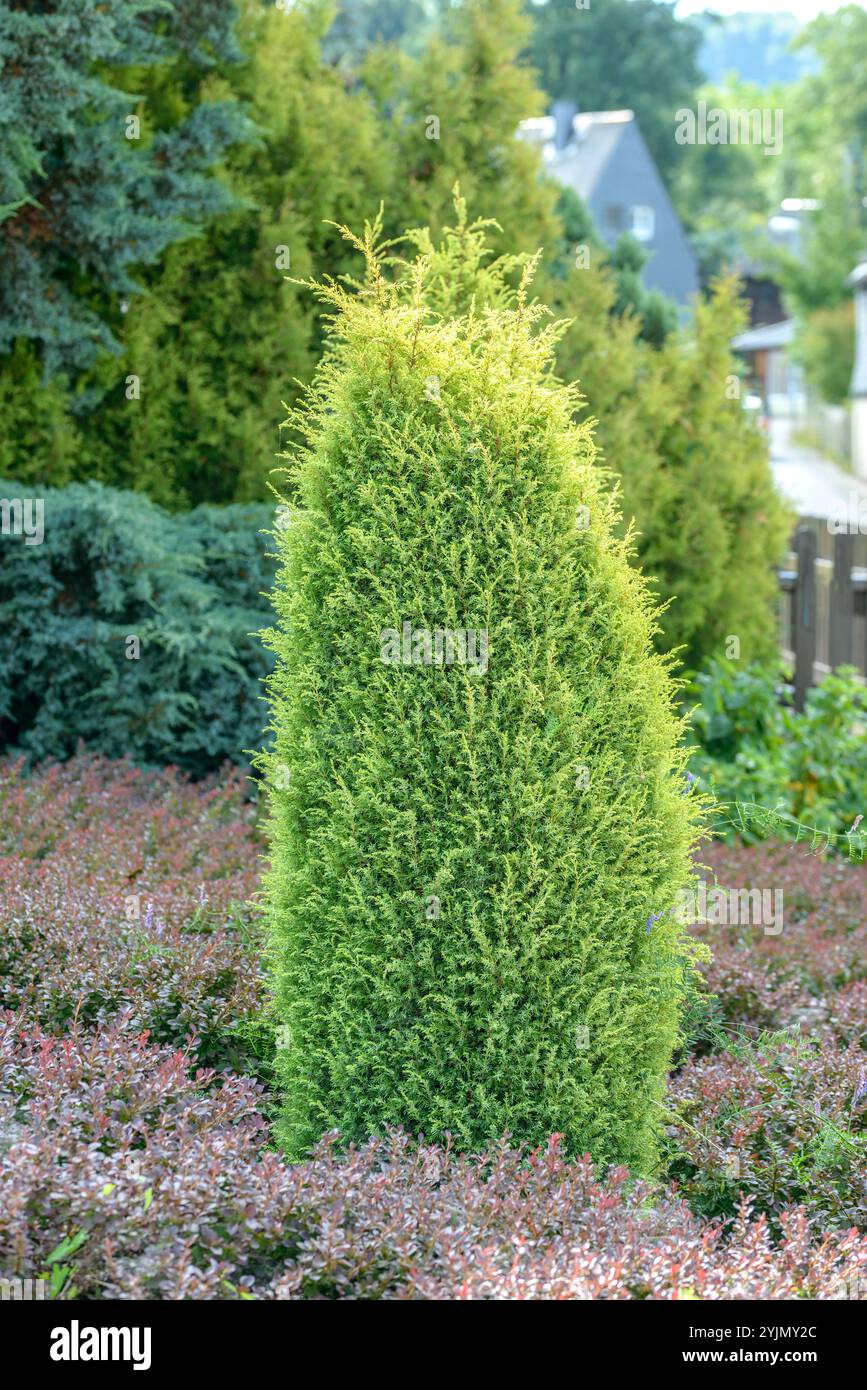 Gelber Säulen-Wacholder, Juniperus communis Gold Cone,, Yellow Columnar ...