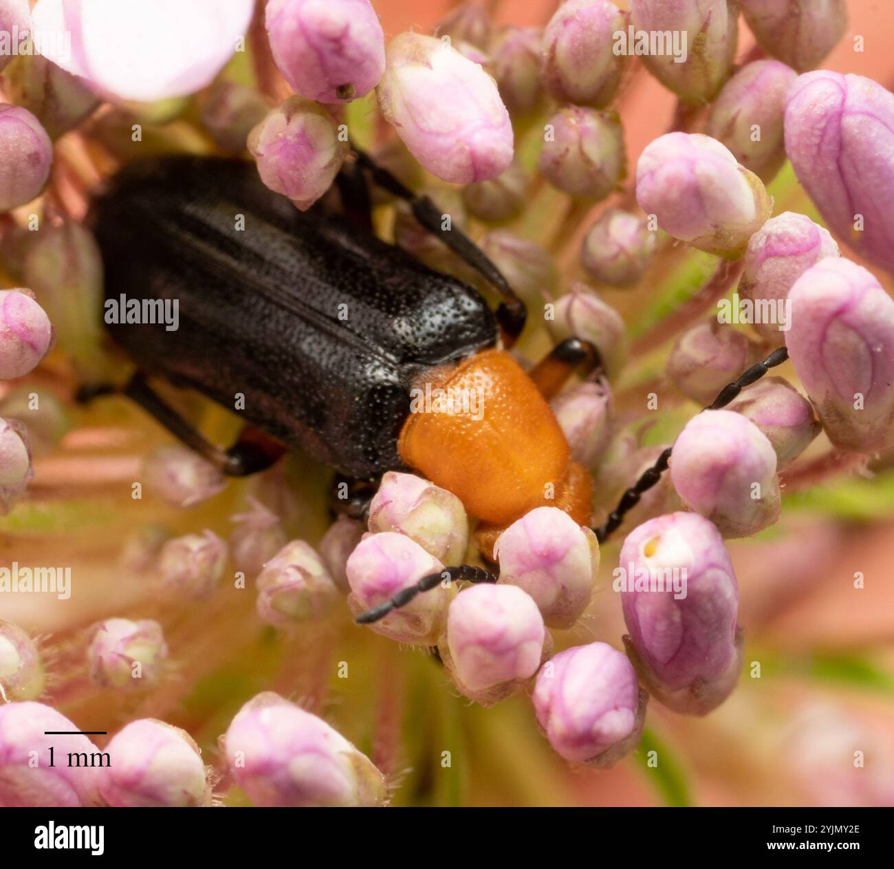 Zonitis hi-res stock photography and images - Alamy