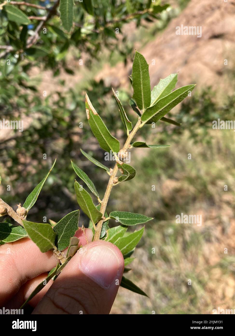 Emory oak (Quercus emoryi Stock Photo - Alamy
