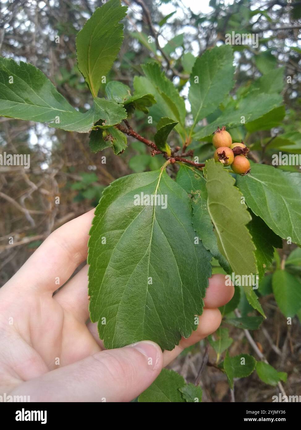 Black Hawthorn (Crataegus douglasii Stock Photo - Alamy