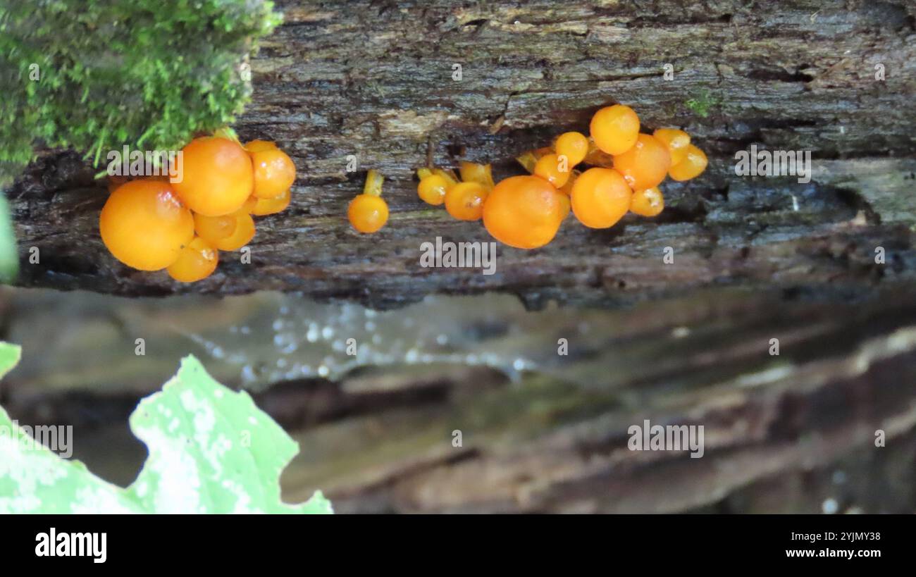 orange mycena (Mycena leaiana Stock Photo - Alamy