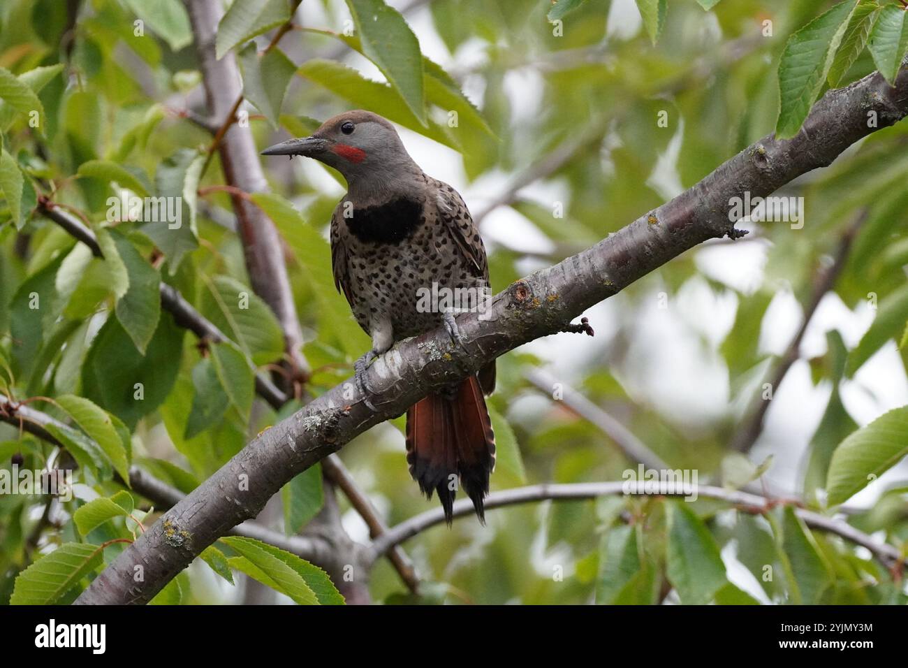 Northern Flicker (Colaptes auratus Stock Photo - Alamy