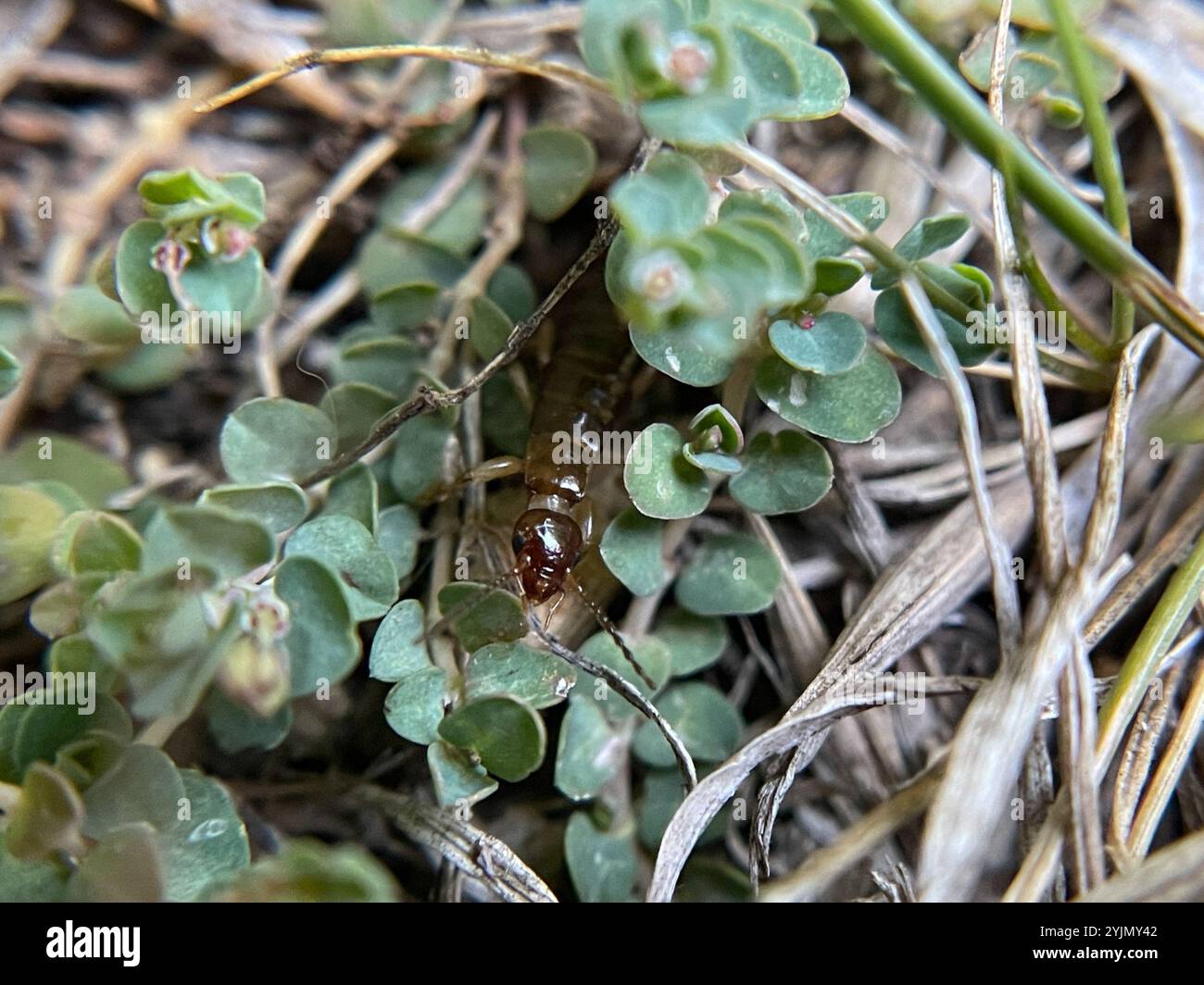 Ring-legged Earwig (Euborellia annulipes Stock Photo - Alamy