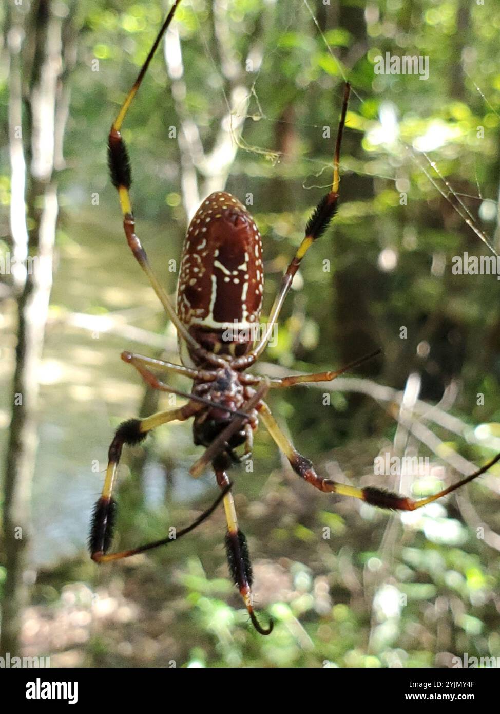 Golden Silk Spider (Trichonephila clavipes Stock Photo - Alamy