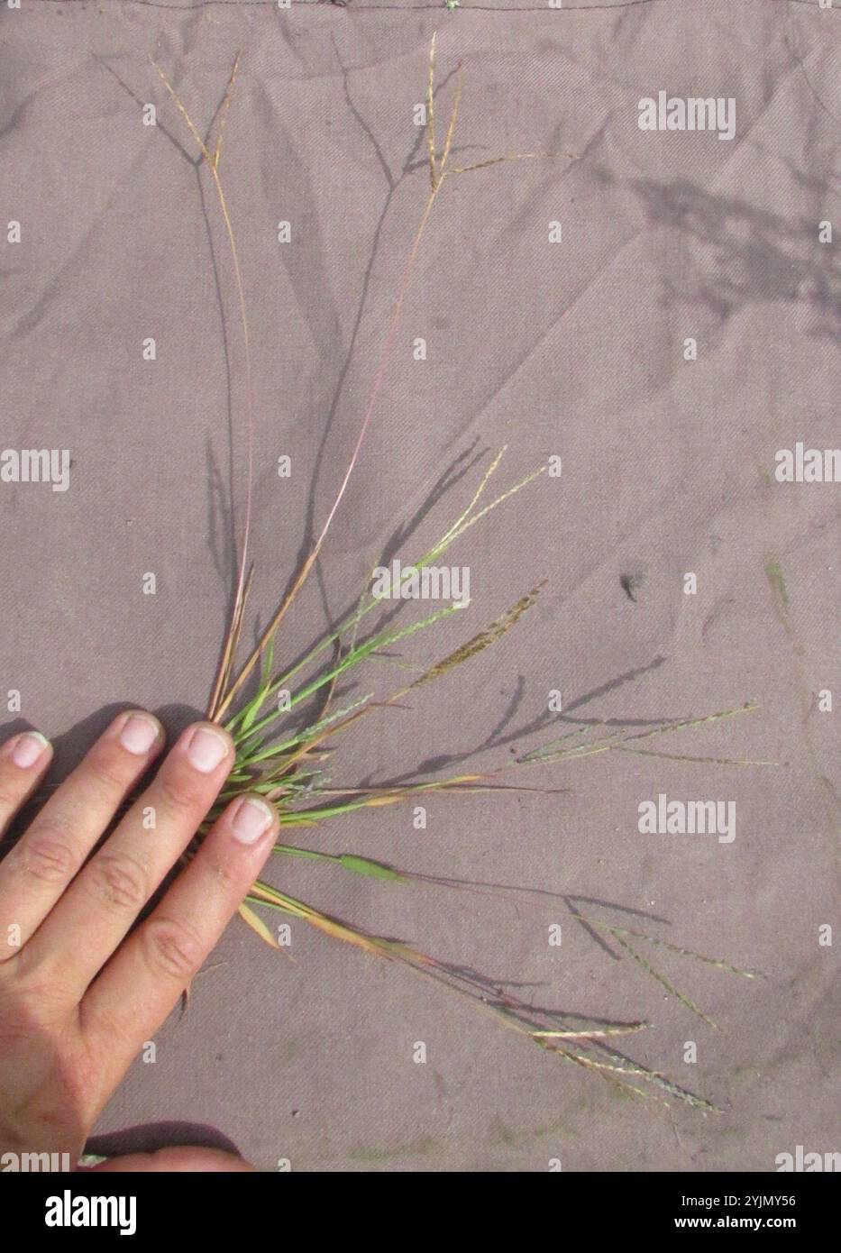 smooth crabgrass (Digitaria ischaemum Stock Photo - Alamy