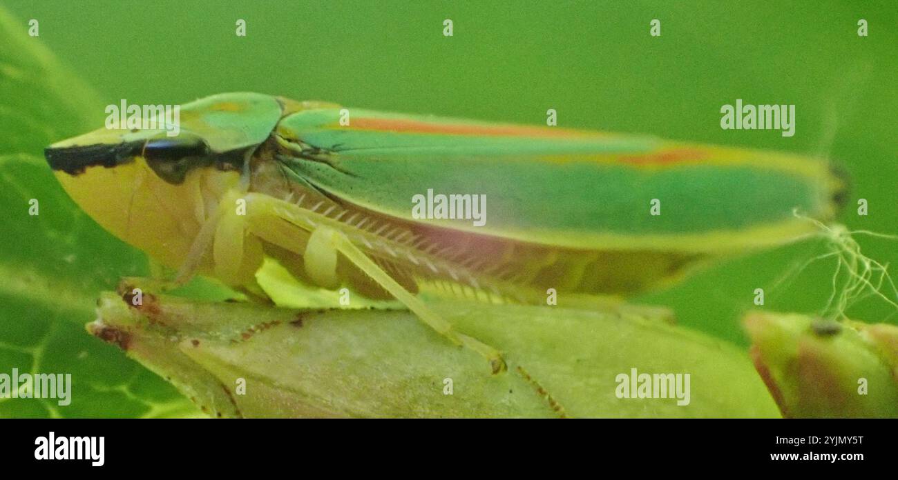 Rhododendron Leafhopper (Graphocephala fennahi Stock Photo - Alamy
